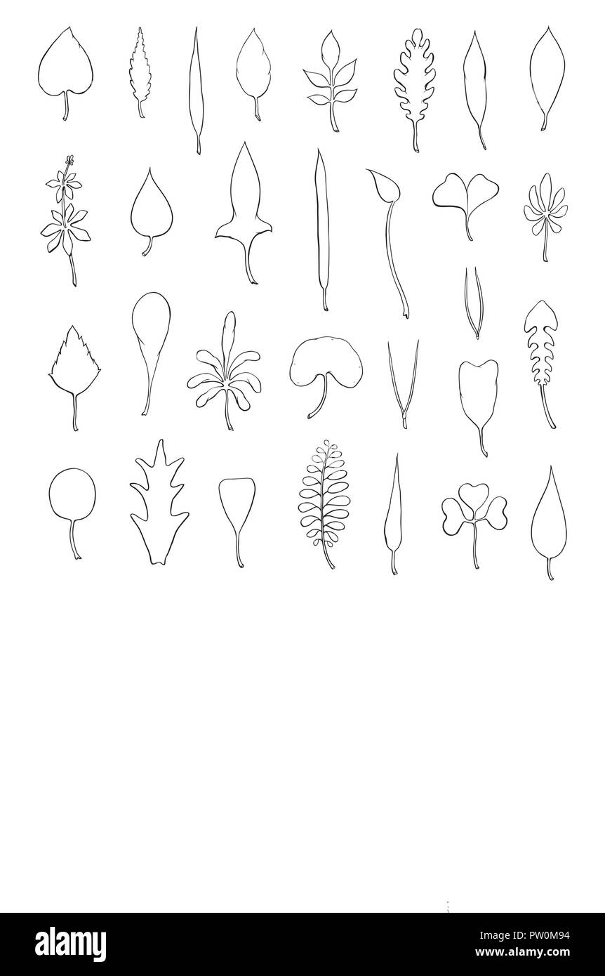 Types of leaf. Outline leaves of different types Stock Vector Image ...