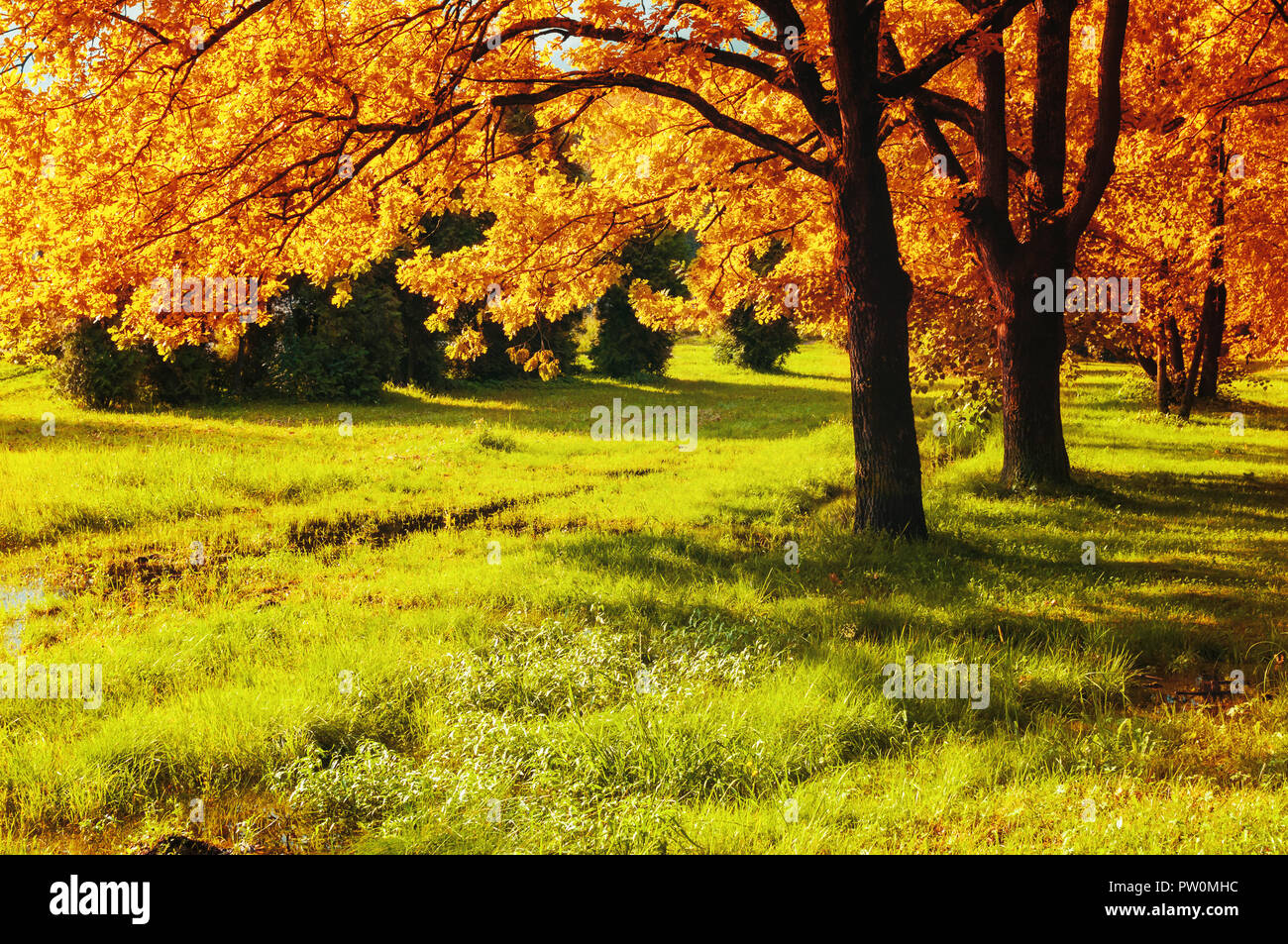 Fall forest landscape. Fall trees with yellowed foliage in sunny ...