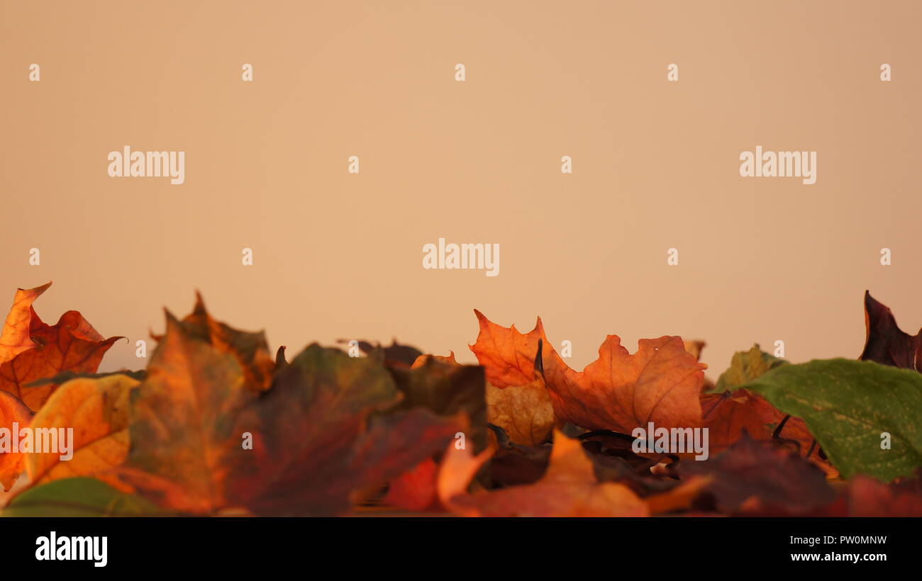 Various coloured Autumn / Fall leaves pictured against a light orange ...