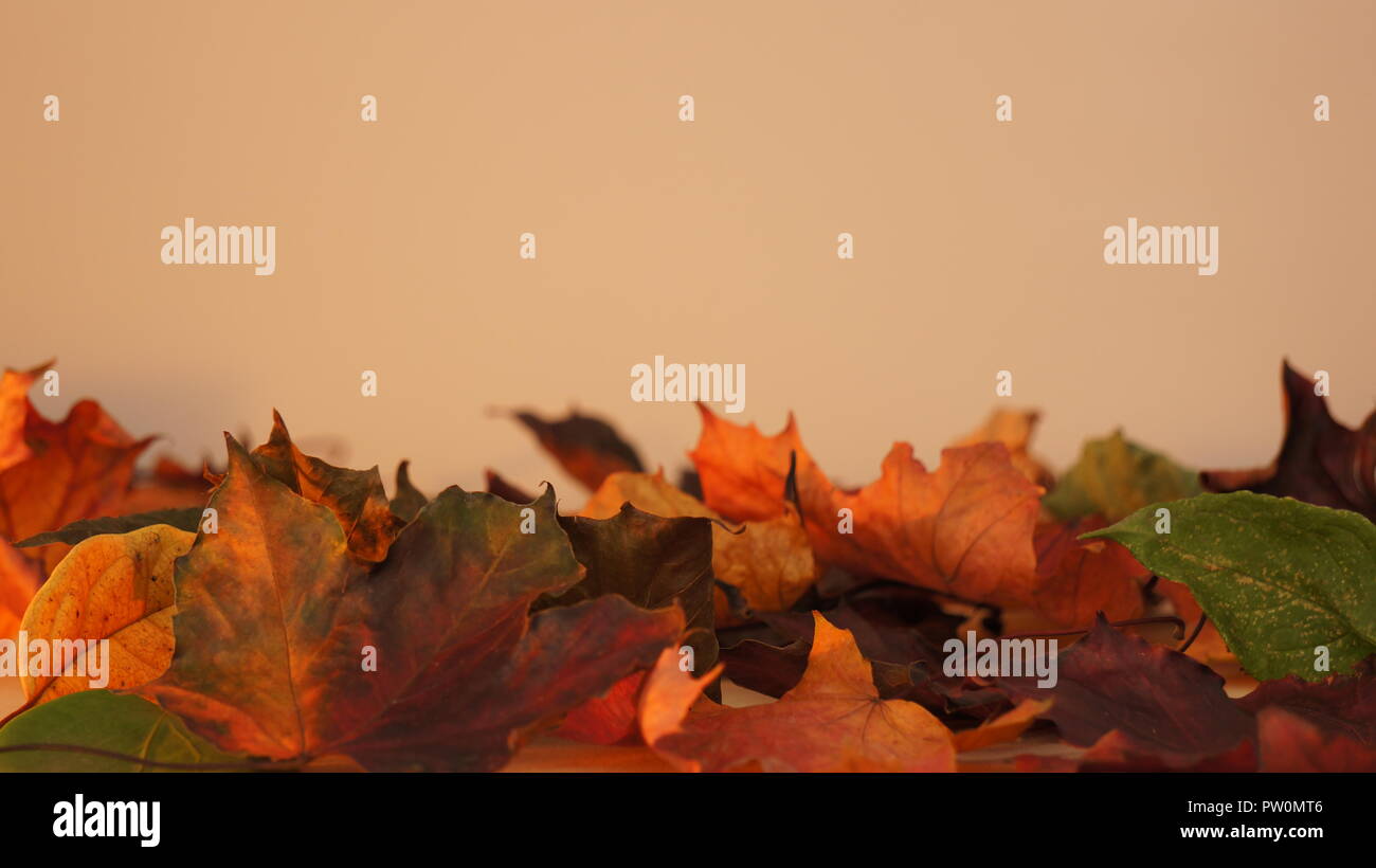 Various coloured Autumn / Fall leaves pictured against a light orange ...