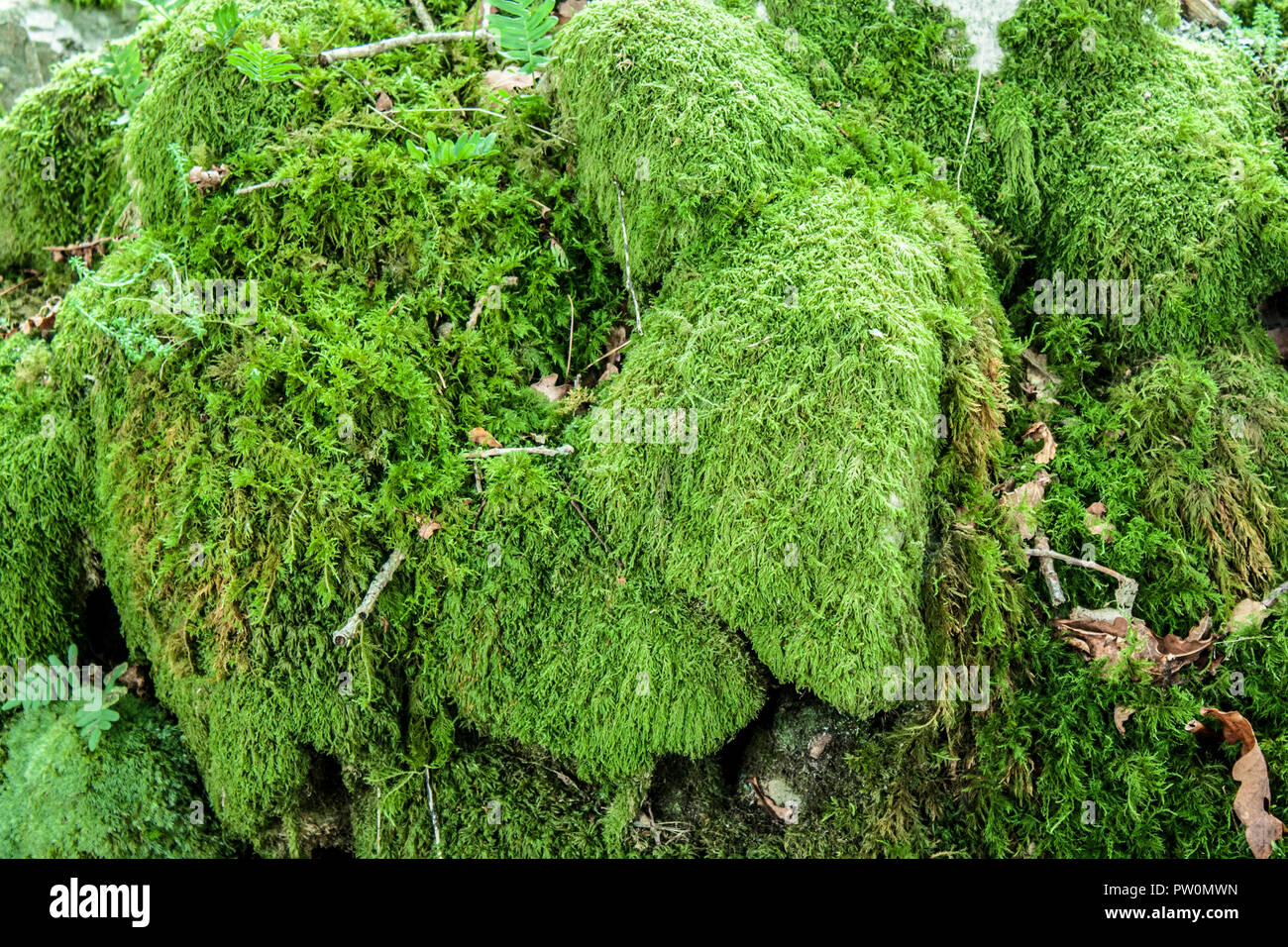 Moss grass color hi-res stock photography and images - Alamy
