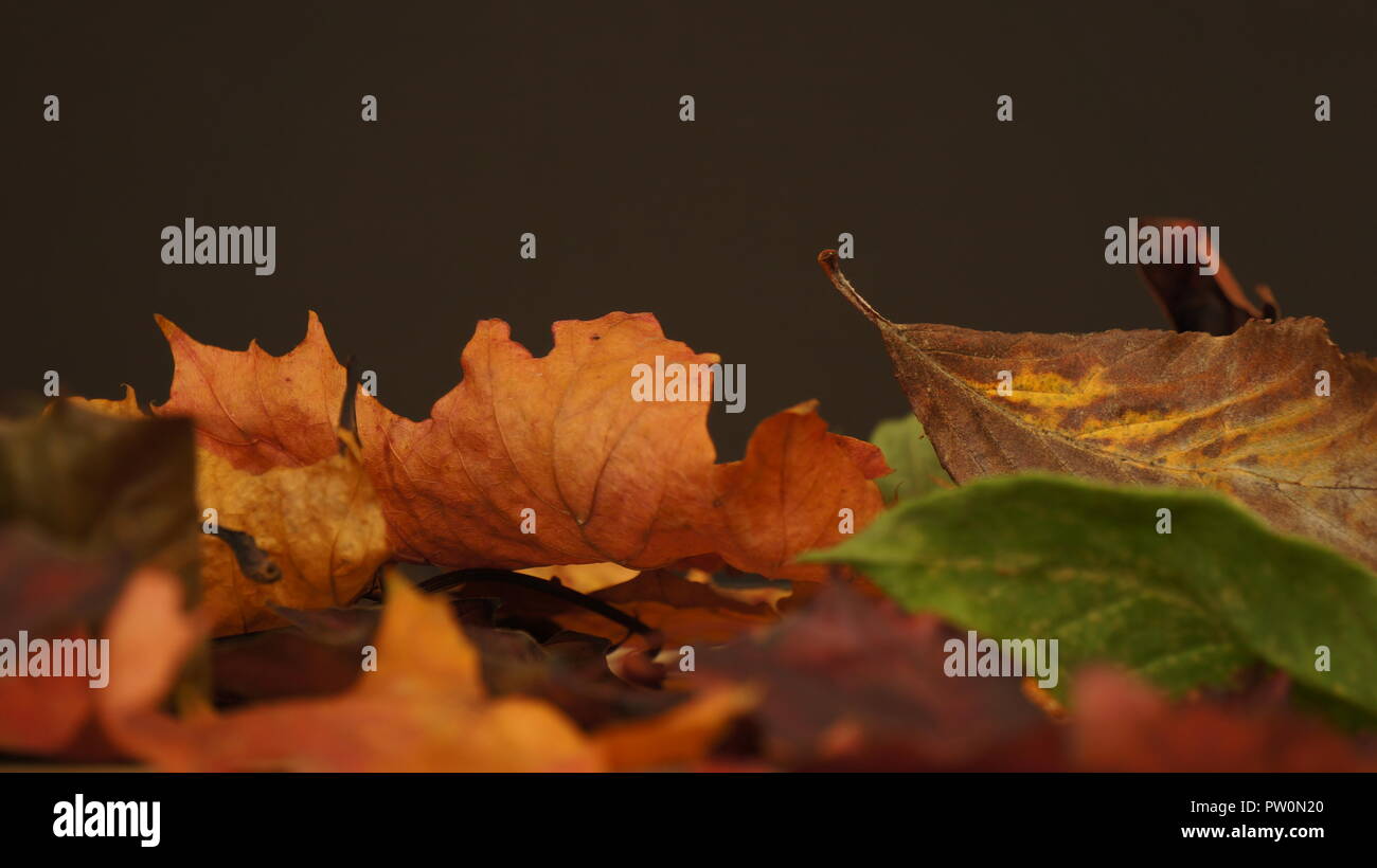 Various coloured Autumn / Fall leaves pictured against a dark ...