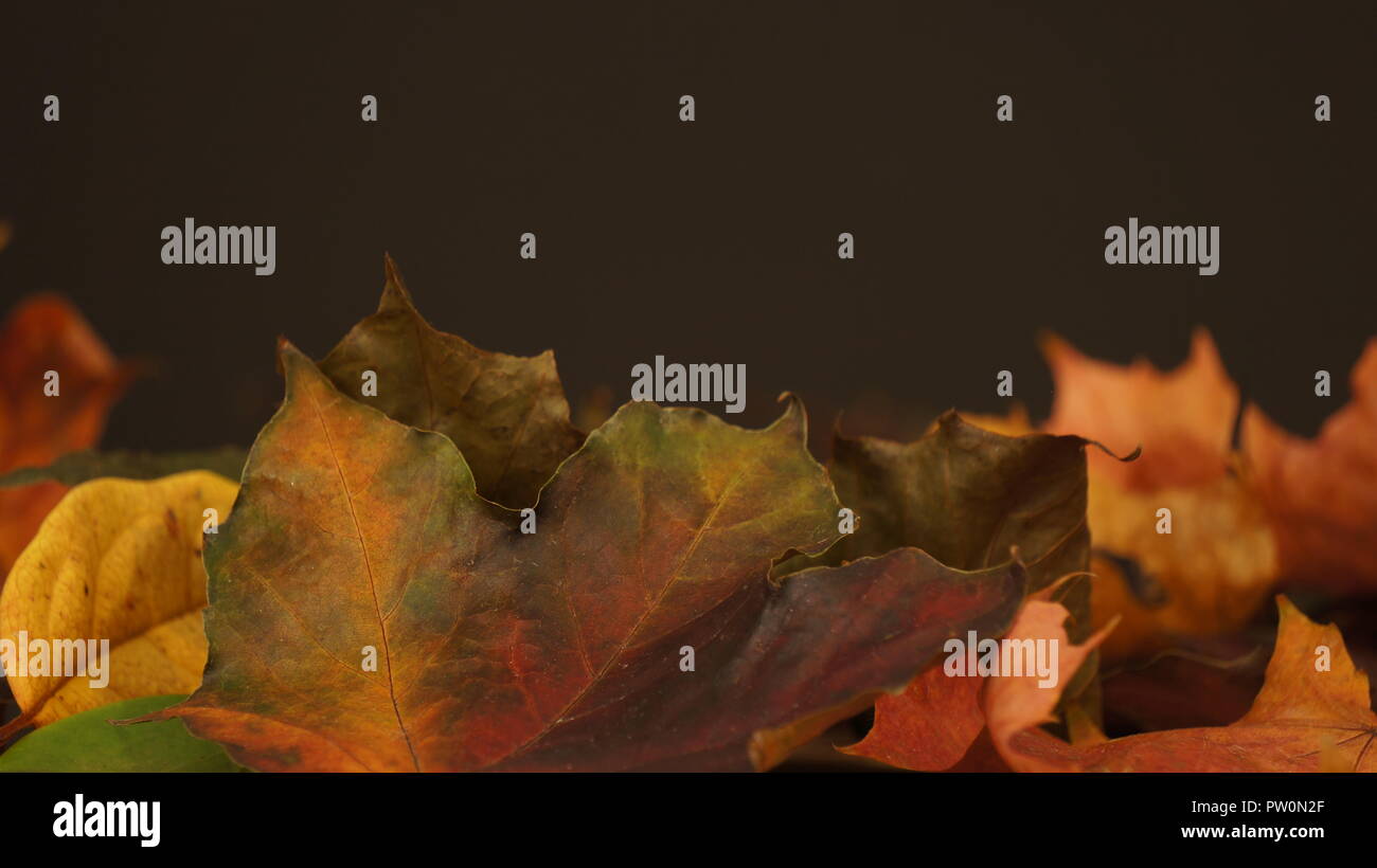 Various coloured Autumn / Fall leaves pictured against a dark ...