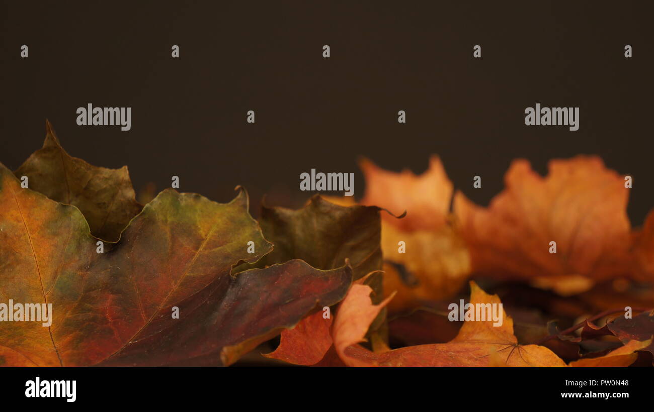Various coloured Autumn / Fall leaves pictured against a dark ...