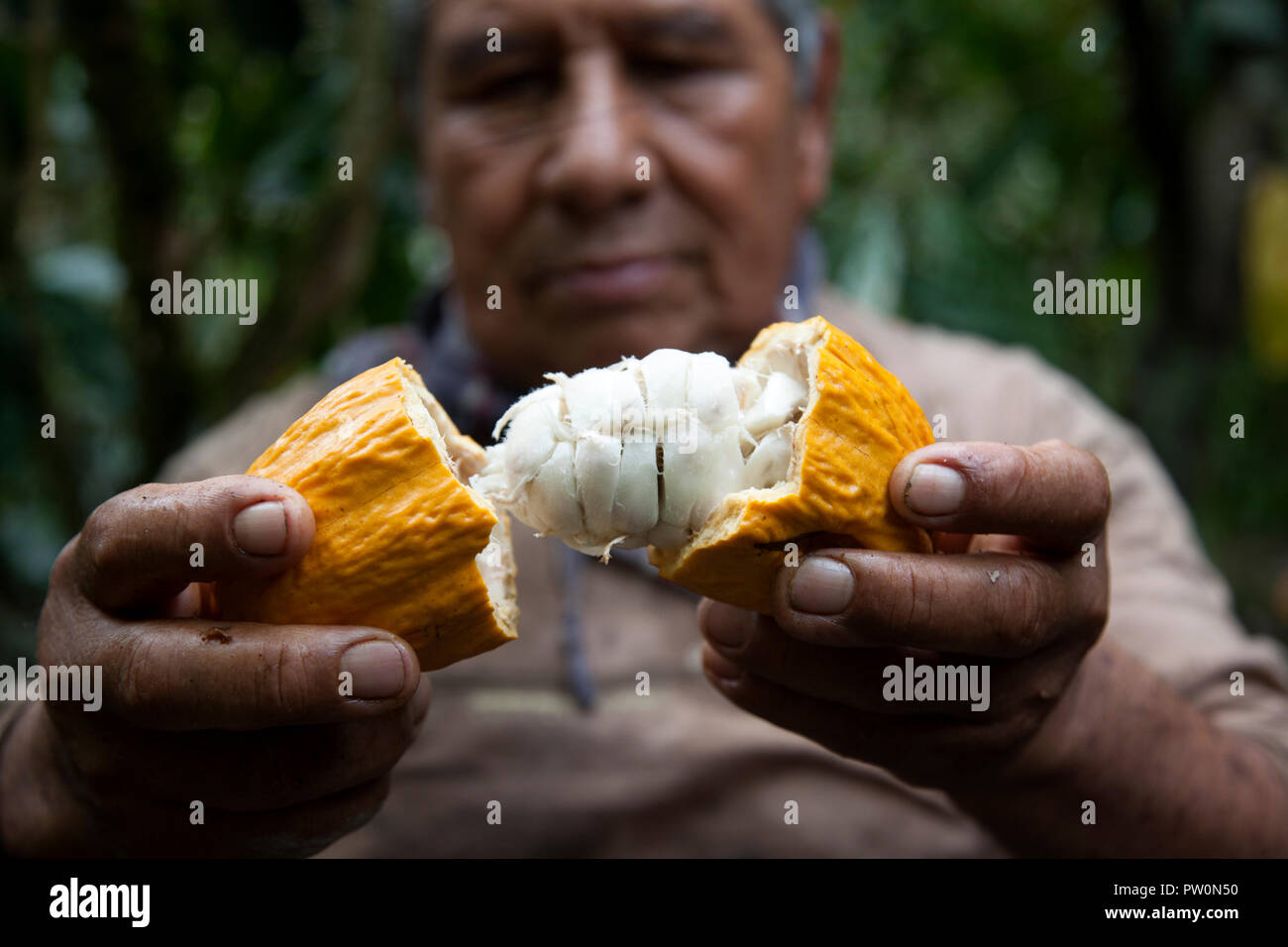Harvesting cacao chuncho, a regional variety of cacao in the jungle ...