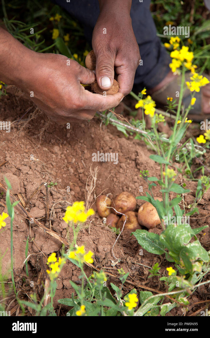 The Choqque family of Huatata near Chinchero, Peru has been breeding ...