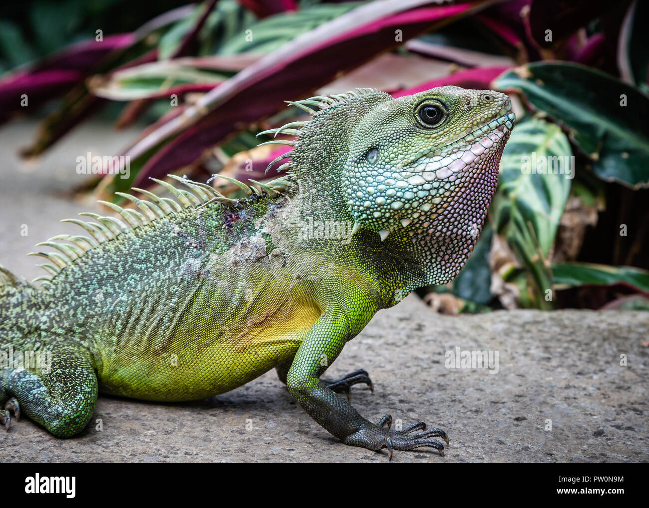 Colourful water dragon hi-res stock photography and images - Alamy