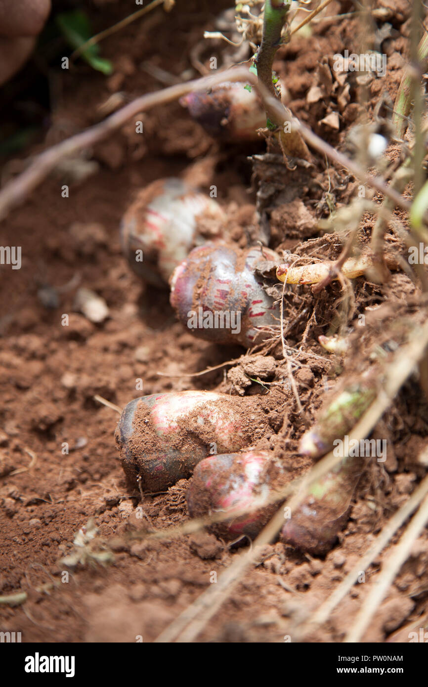 The Choqque family of Huatata near Chinchero, Peru has been breeding ...