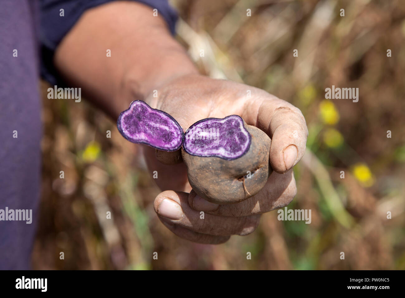 Peruvian purple potatoes hi-res stock photography and images - Alamy