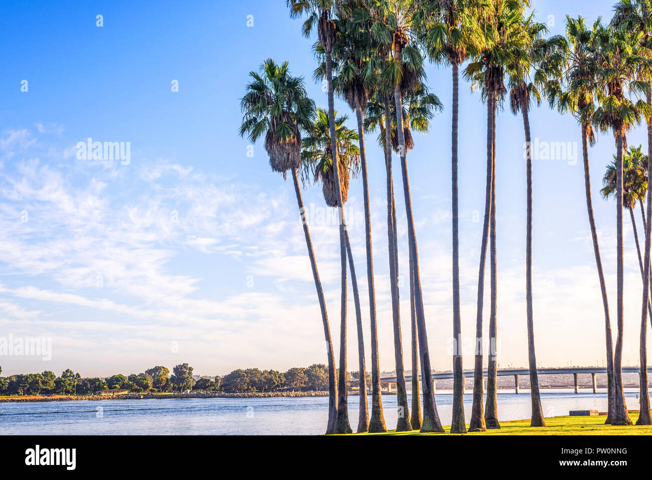 Mission Bay Park, San Diego, California, USA. Group of palm trees Stock ...