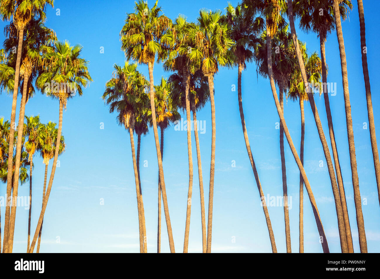 Group of palm trees. Photograph processed with vintage effect/feel ...