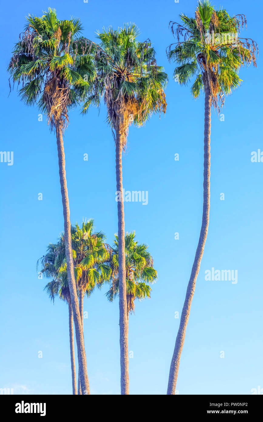 Photograph group palm trees hi-res stock photography and images - Alamy