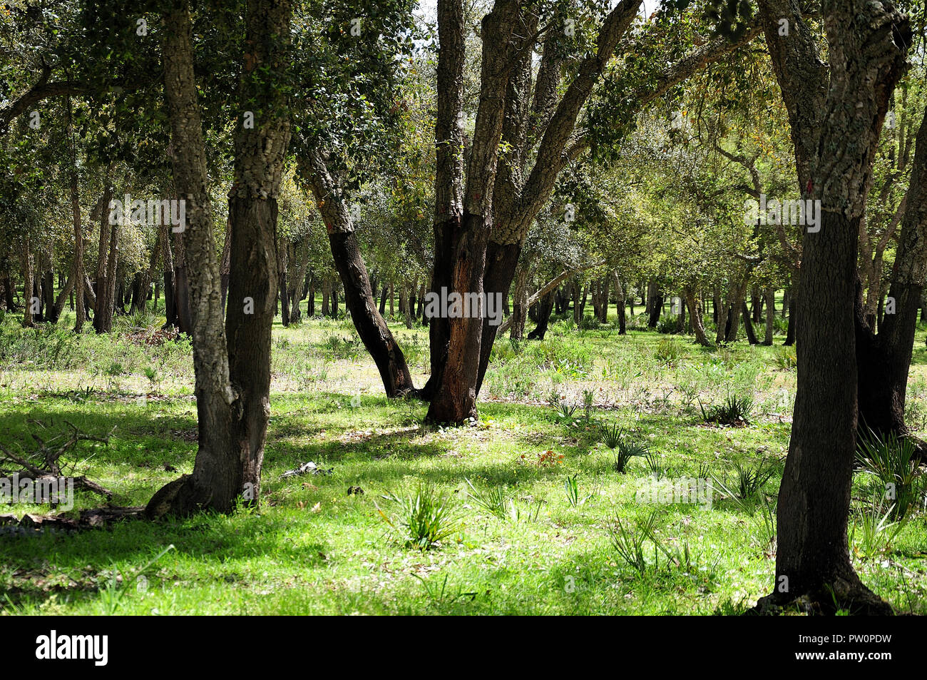cork oak trees in maamora forest near Rabat, Morocco, in bright ...