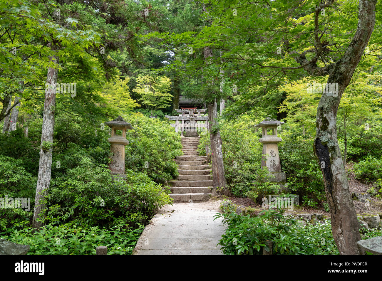 Forest at the Mount Misen, Miyajima island, Japan. Mount Misen is the ...
