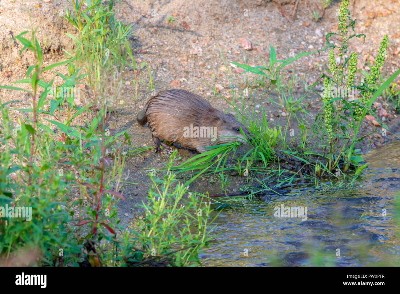 Fur trapping hi-res stock photography and images - Alamy