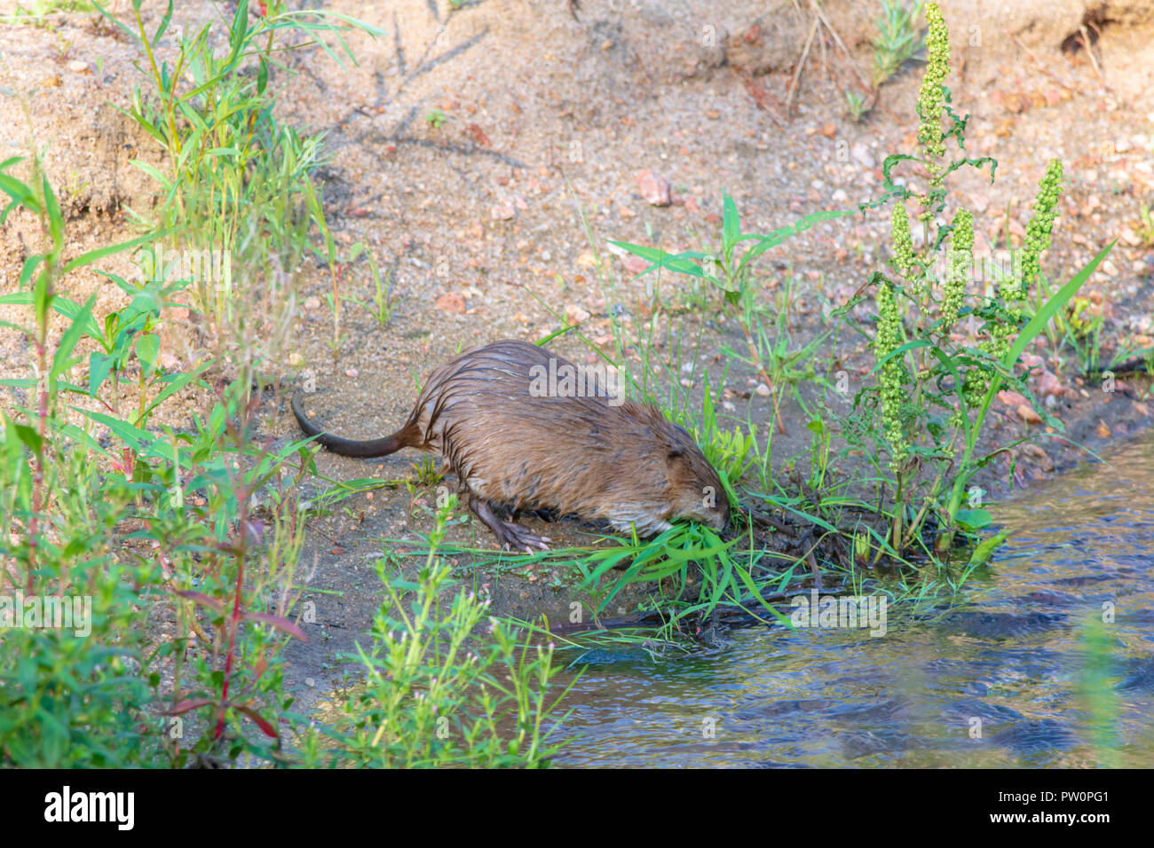 Fur trapping hi-res stock photography and images - Alamy