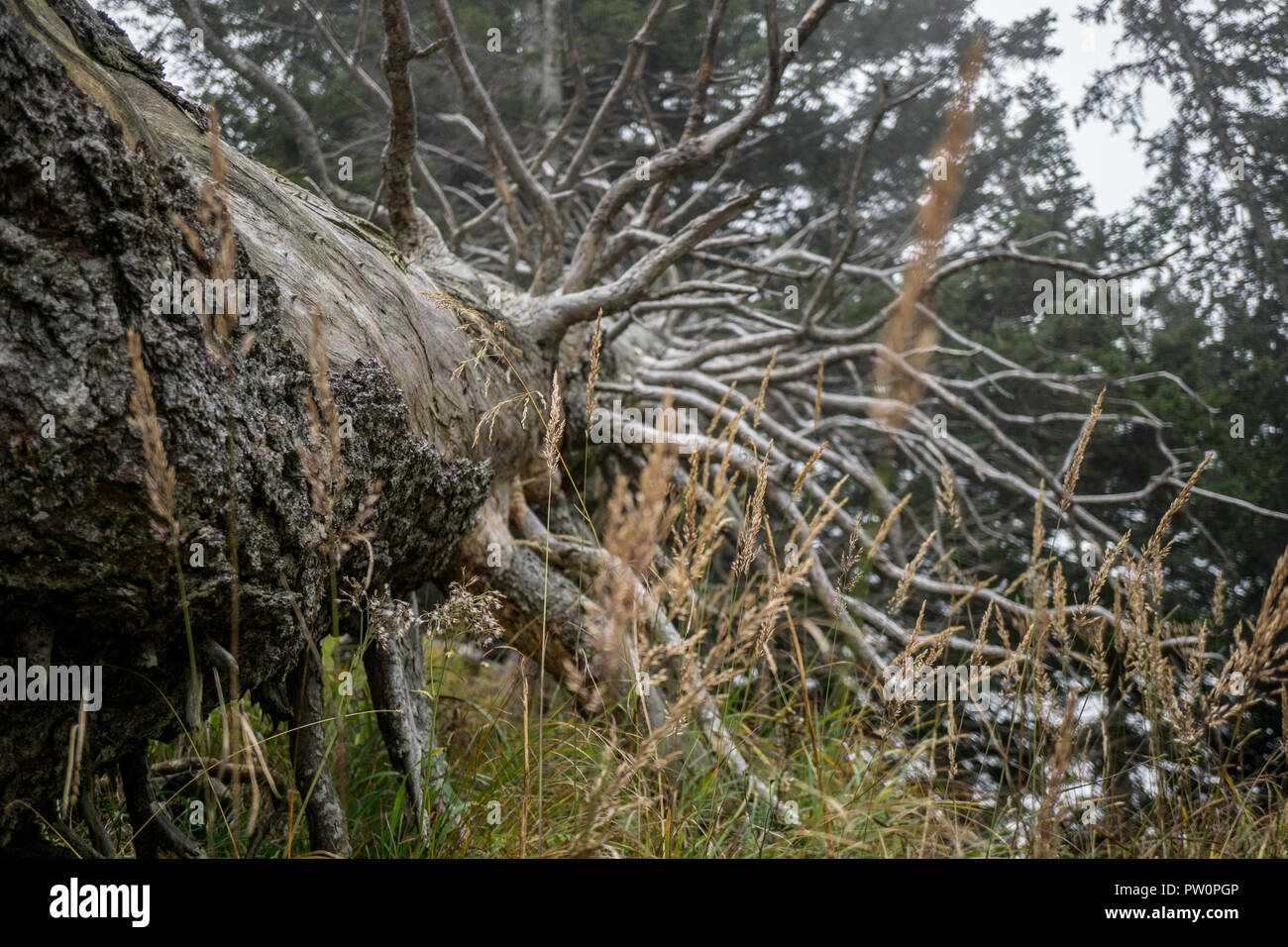 Dead conifer / needle tree in a forest on a moody, foggy day in Germany ...