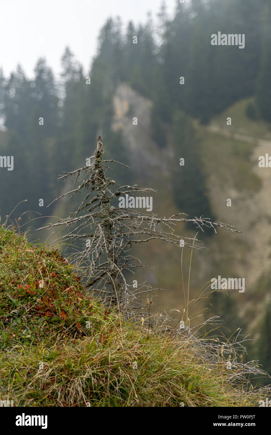 Dead conifer / needle tree in a forest on a moody, foggy day in Germany ...