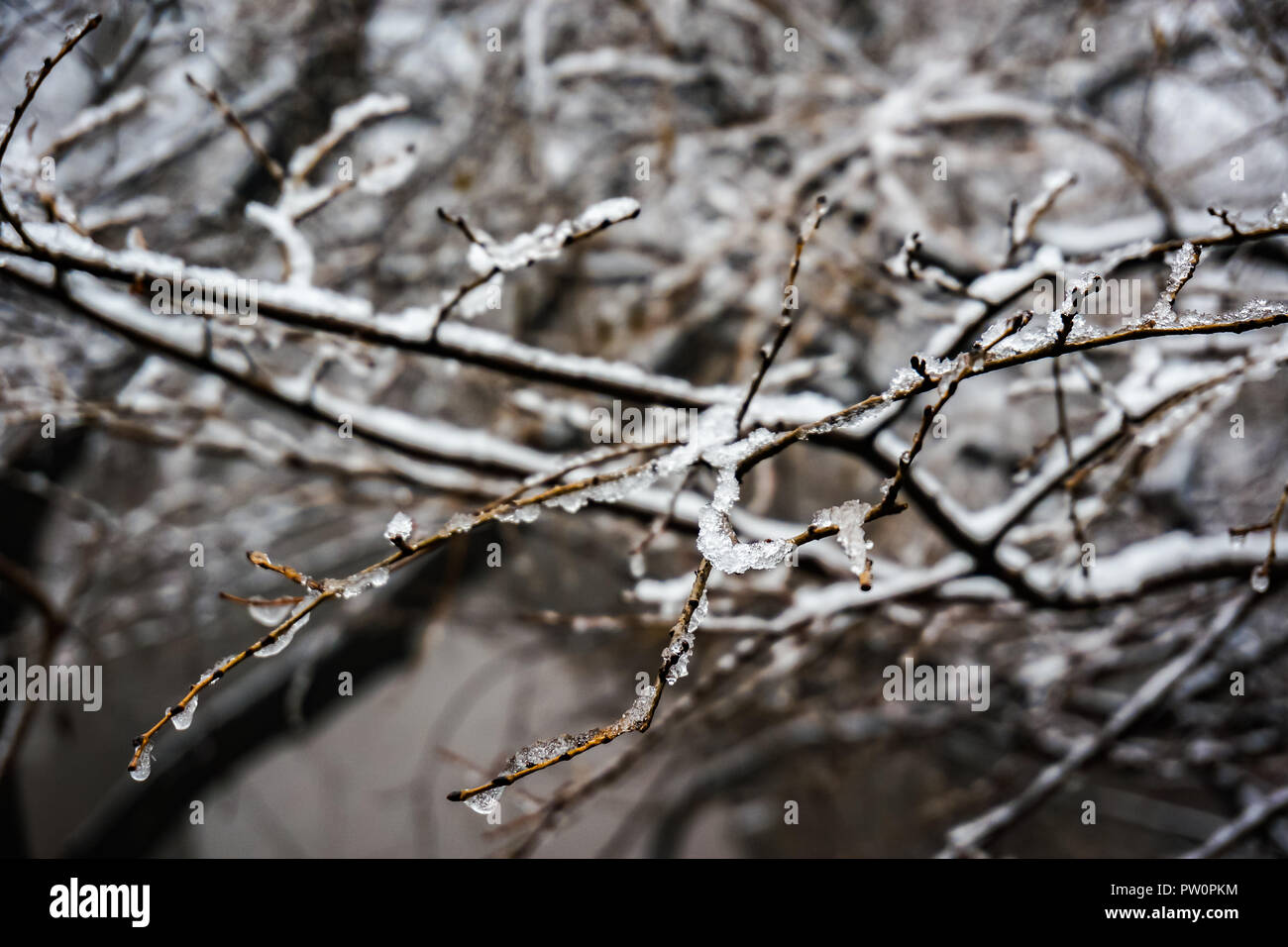 Bough hi-res stock photography and images - Alamy