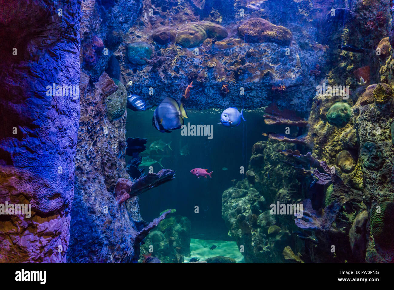A view of fish in an aqurium in the Pacific Northwest Stock Photo - Alamy