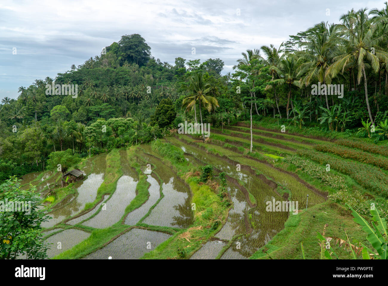 Rice terraces during spring time in Bali, Indonesia Stock Photo - Alamy