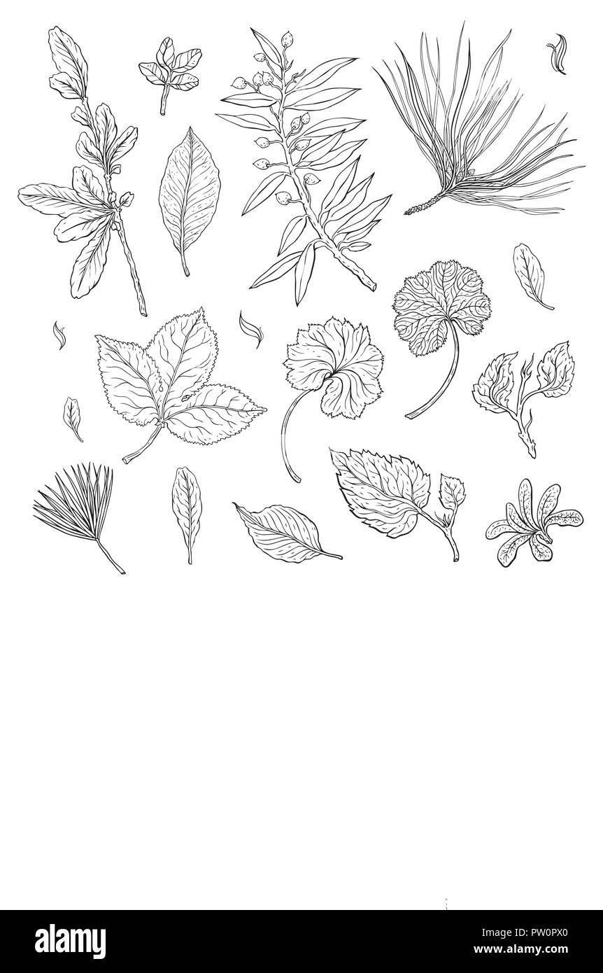 Leaf Outline Types