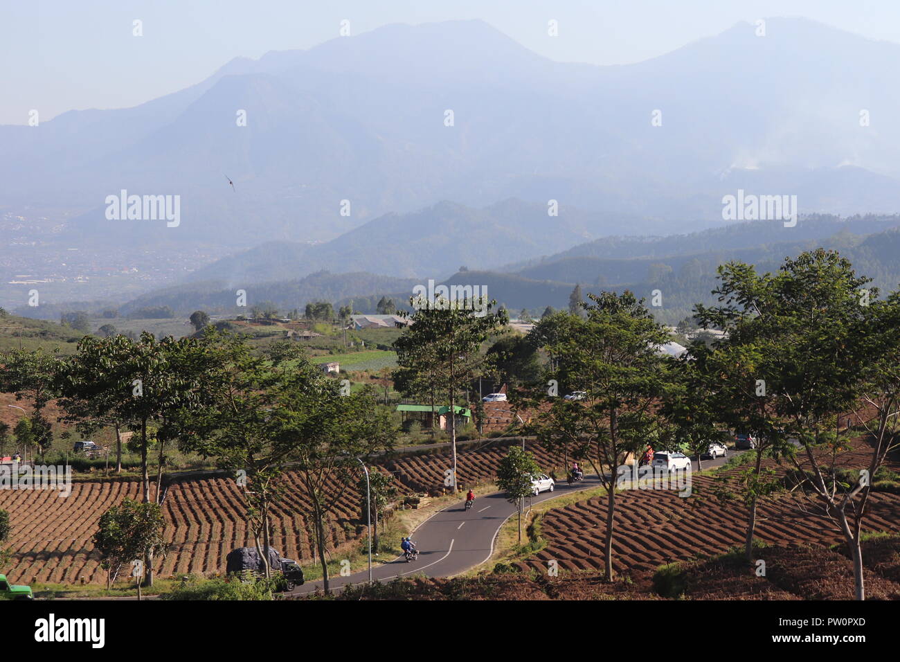 asphalt road in the middle of a vegetable plantation, mountain ...