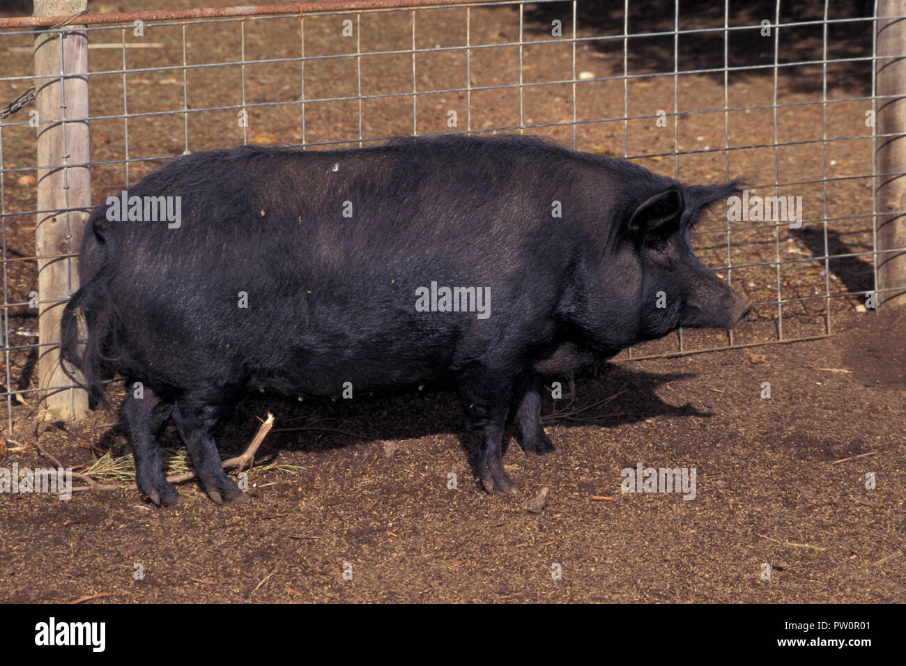Pig stye hi-res stock photography and images - Alamy