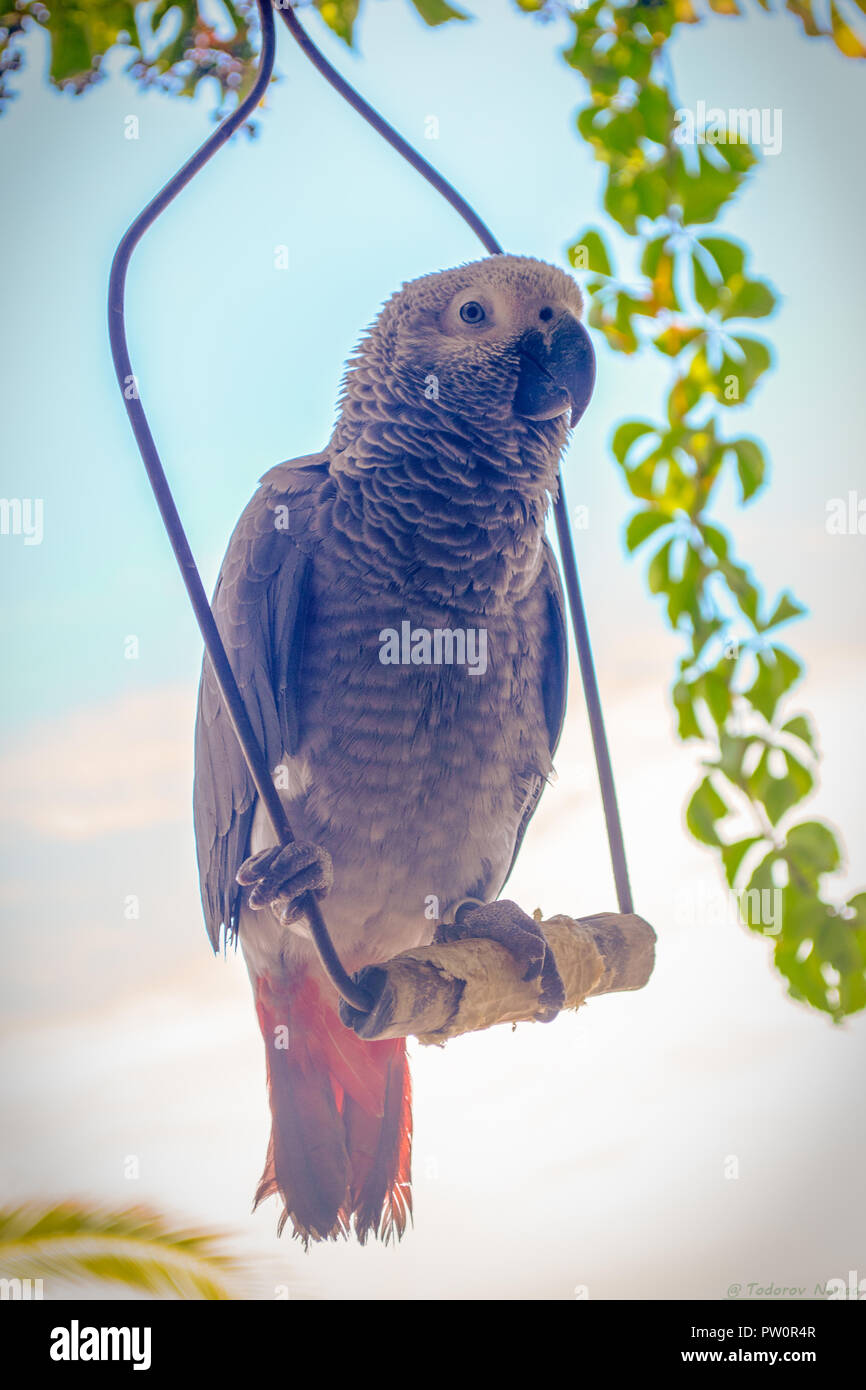 Beautiful pet photos hi-res stock photography and images - Alamy