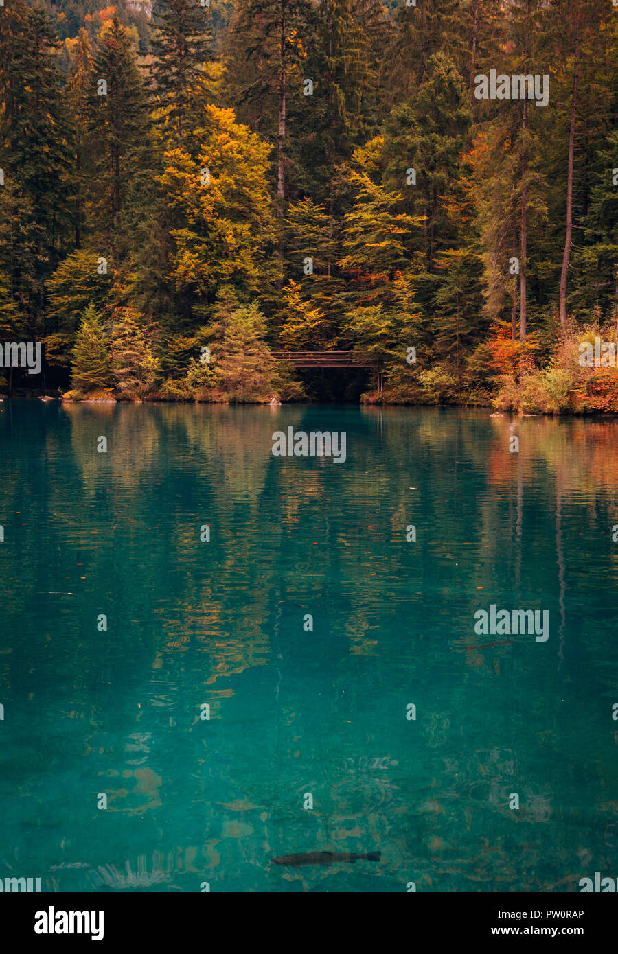 Autumn time at romantic forest lake Blausee, one of the best known ...