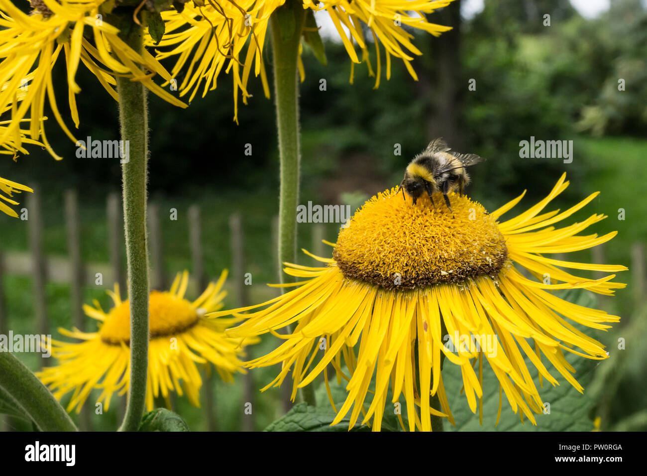Bumblebee on a yellow garden flower during summer time in Germany Stock ...