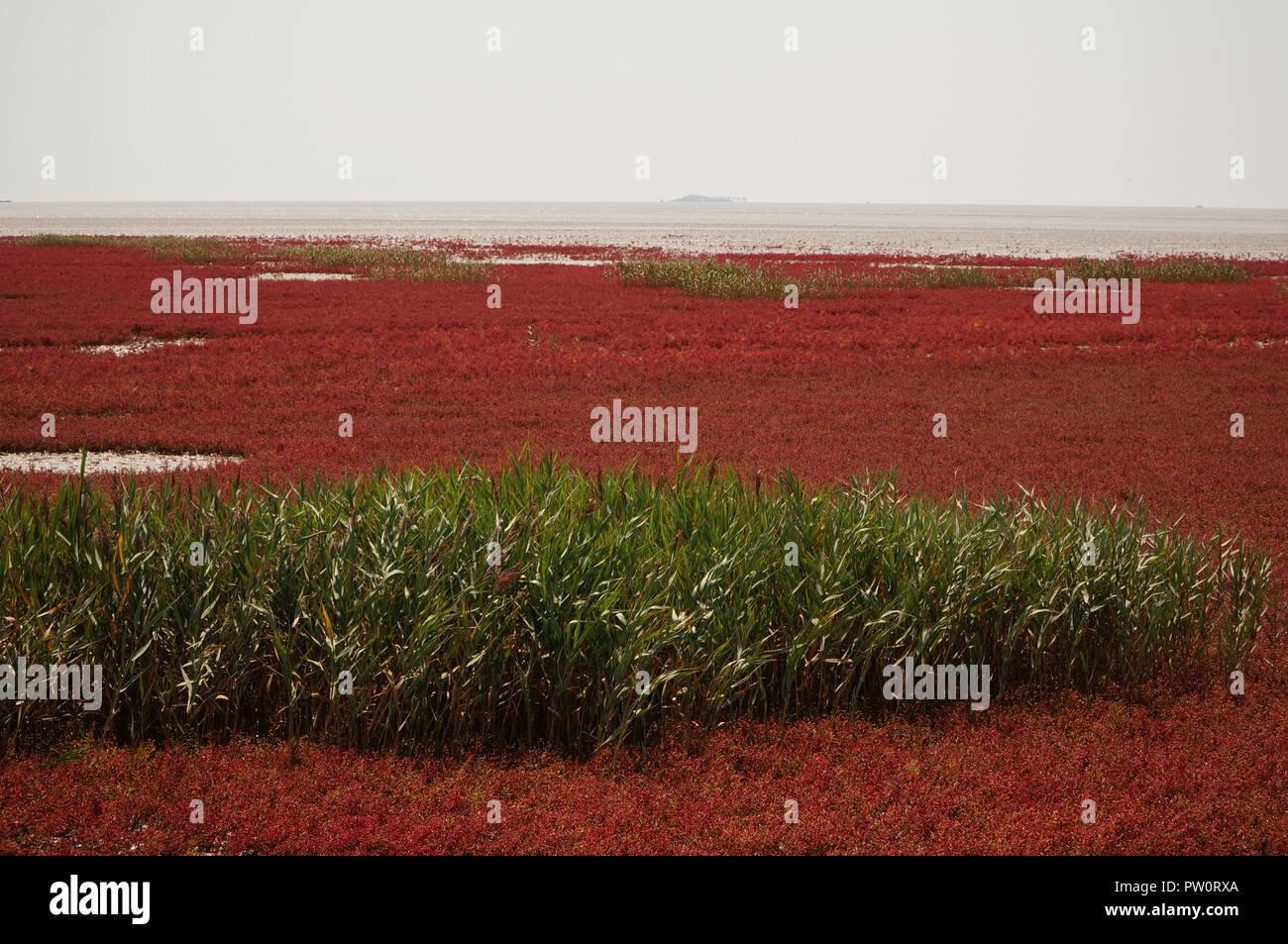 Red beach of Panjin in Liaoning, China during September Stock Photo - Alamy