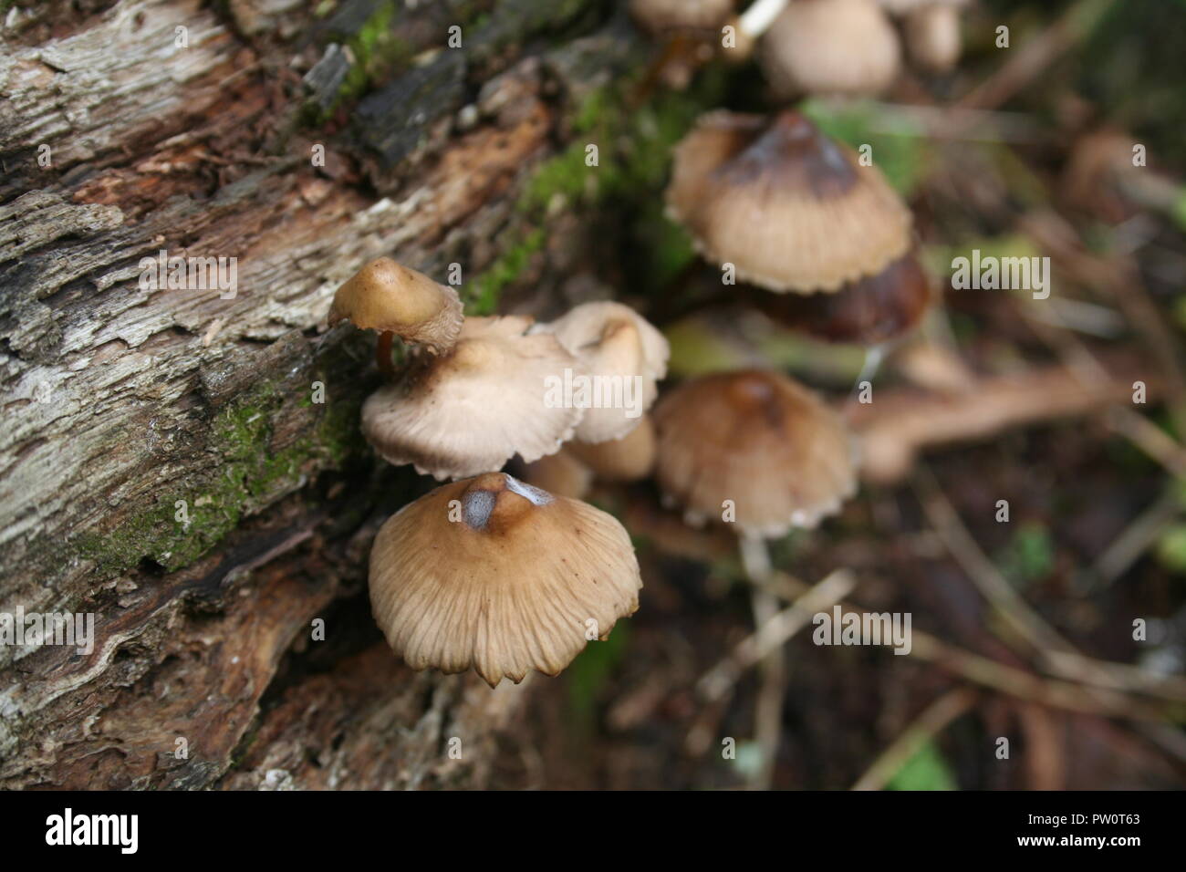 different kinds of mushrooms and fungai Stock Photo - Alamy