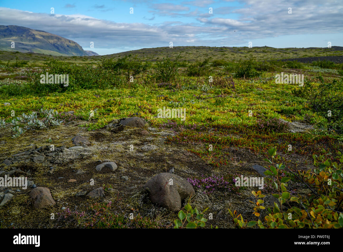 Colorful meadow on rough surface in Iceland during summer time Stock ...