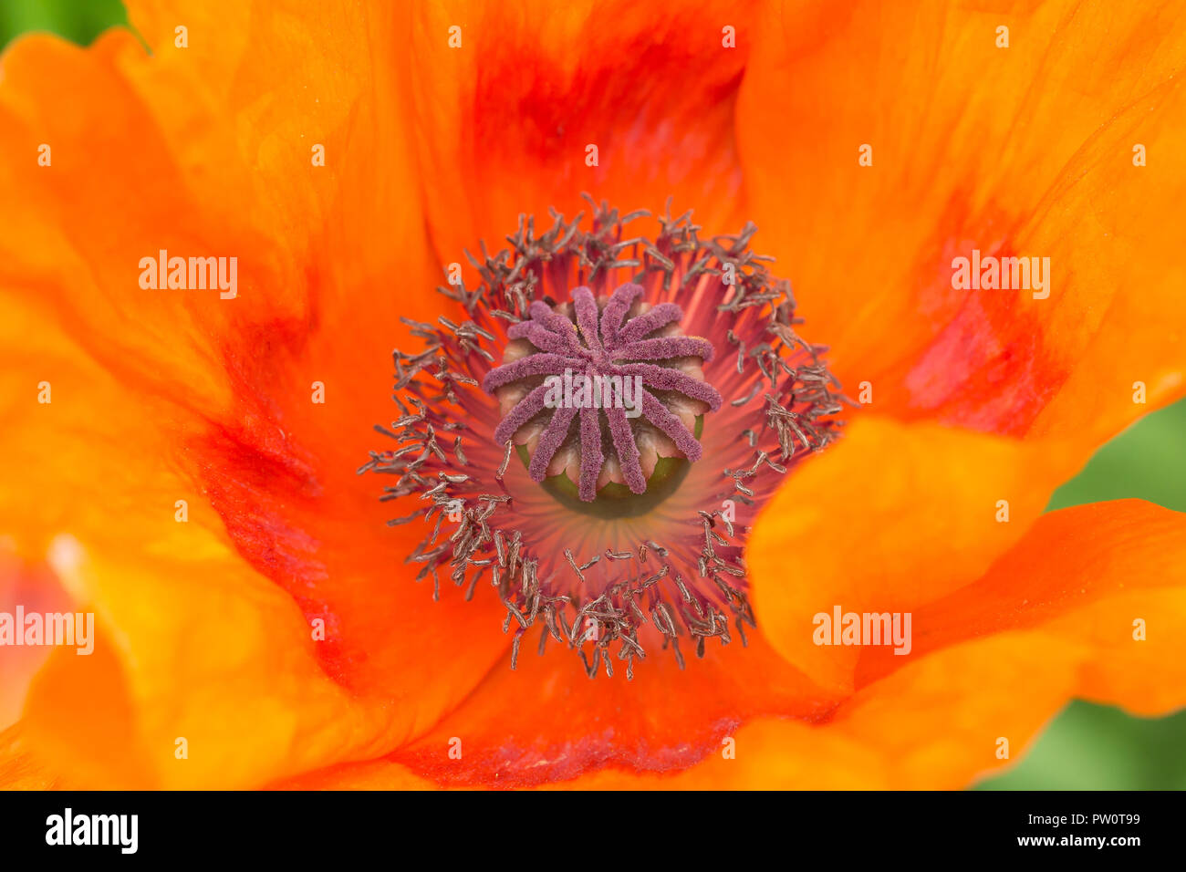 Close up of orange common poppy in flower (Papaver rhoeas). Focus on ...