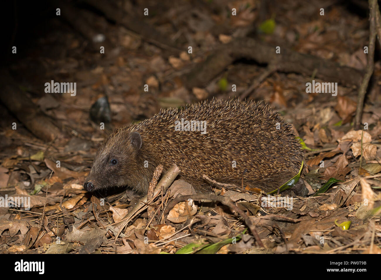 Side view of a wild UK hedgehog (erinaceus europaeus) isolated ...