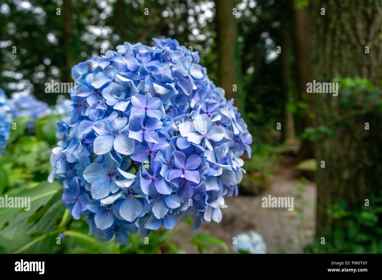 Hydrangea japan forest hi-res stock photography and images - Alamy