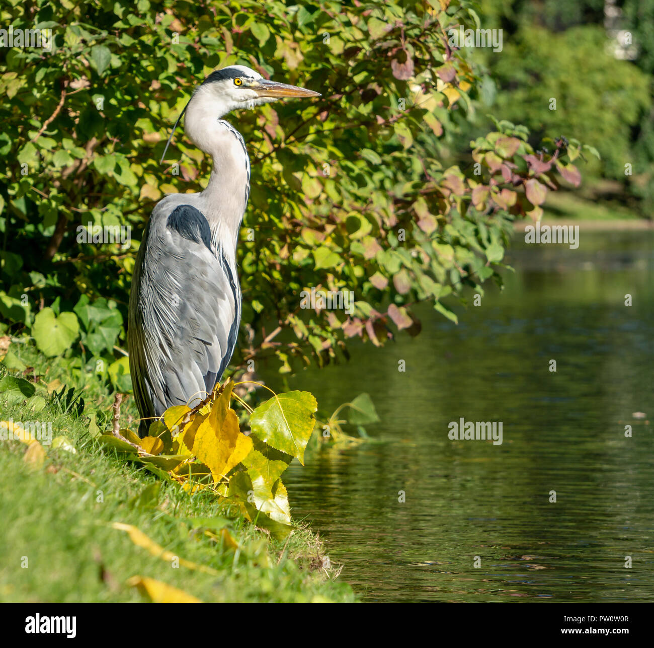 Grey heron standing on the shore of a lake during summer time in ...