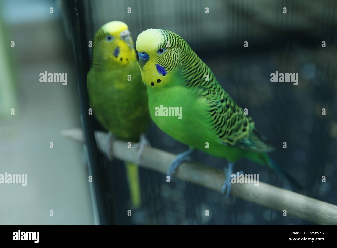 Budgie . Parakeets . Green wavy parrot sits in a cage . Rosy Faced ...