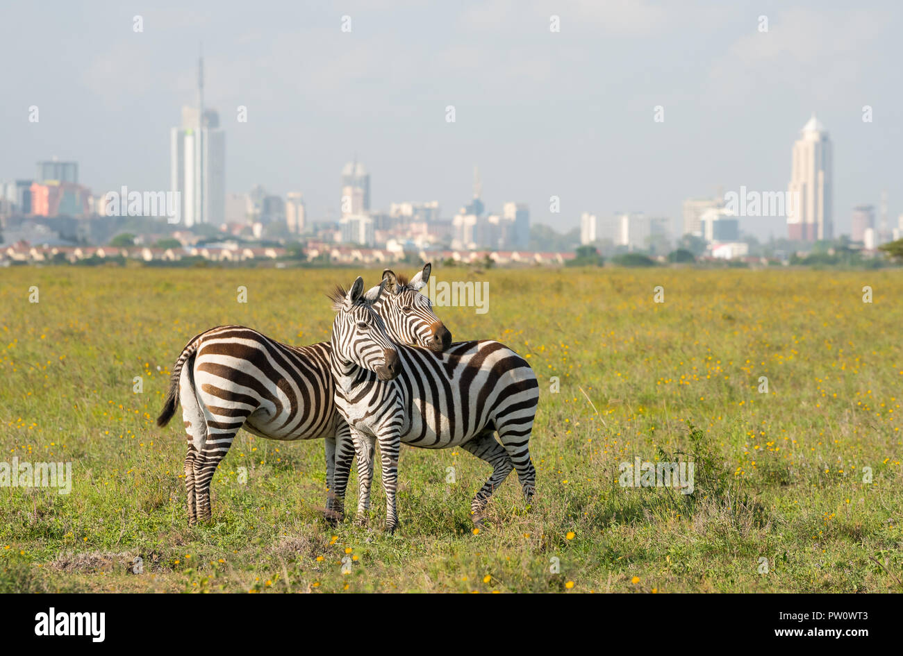 Zebras in Nairobi national park with Nairoby city in the background ...