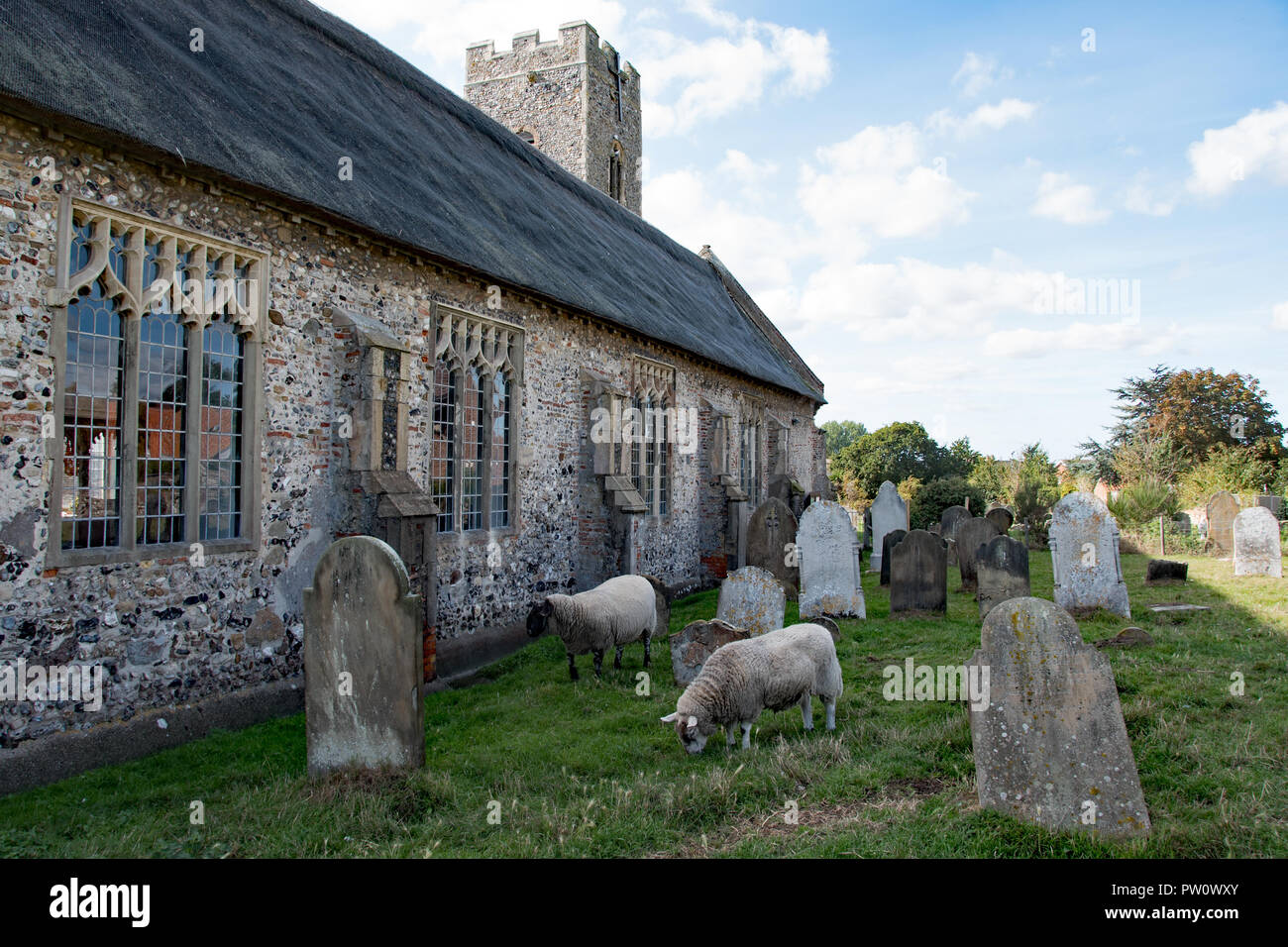 Lucy and Rodney the sheep, in the graveyard at Pakefield Church ...
