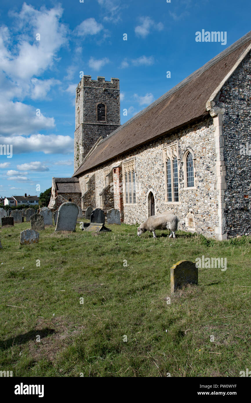 Lucy and Rodney the sheep, in the graveyard at Pakefield Church ...