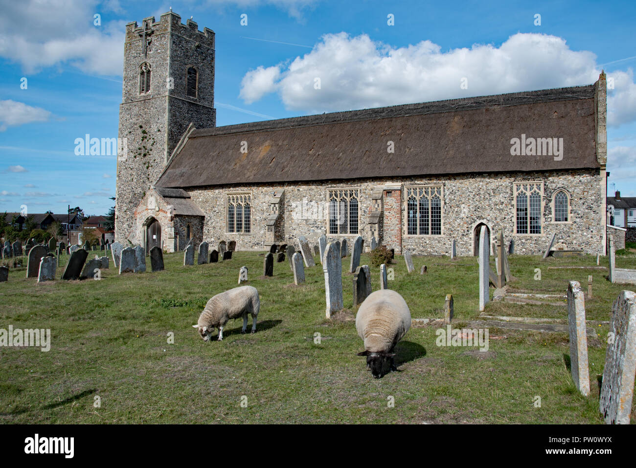 Lucy and Rodney the sheep, in the graveyard at Pakefield Church ...