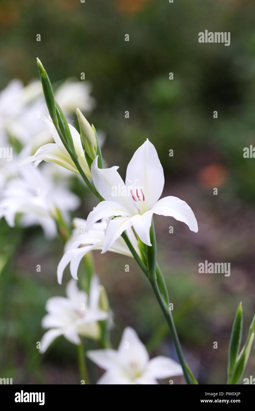 Gladiolus the bride hi-res stock photography and images - Alamy