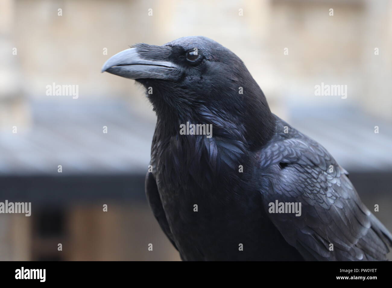 Raven at London Tower Hill Stock Photo - Alamy