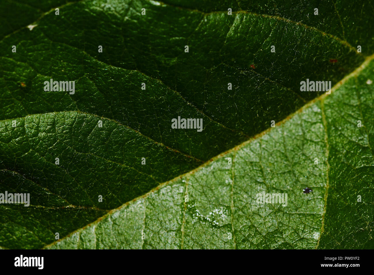 Beautiful texture of jasmine leaf. Green leaf with streaks of brown ...