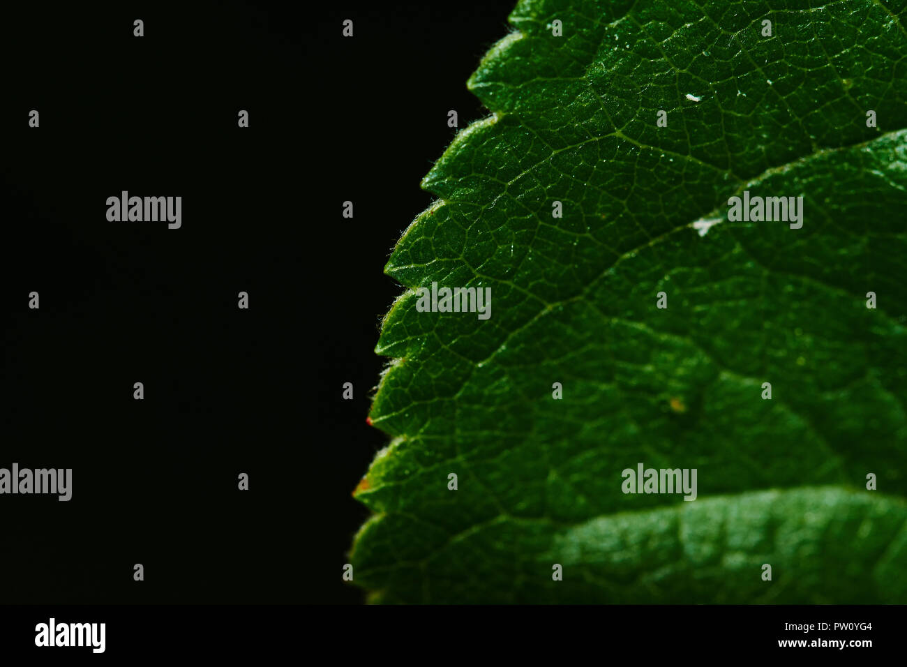 Beautiful texture of jasmine leaf. Green leaf with streaks of brown ...
