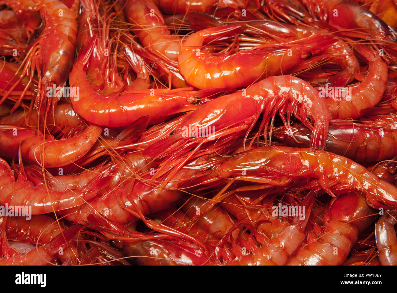 Mediterranean red prawn Stock Photo - Alamy