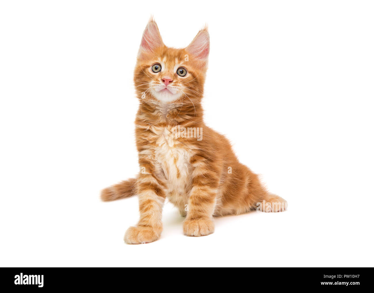 Small Maine Coon kitten, isolated on white background Stock Photo - Alamy