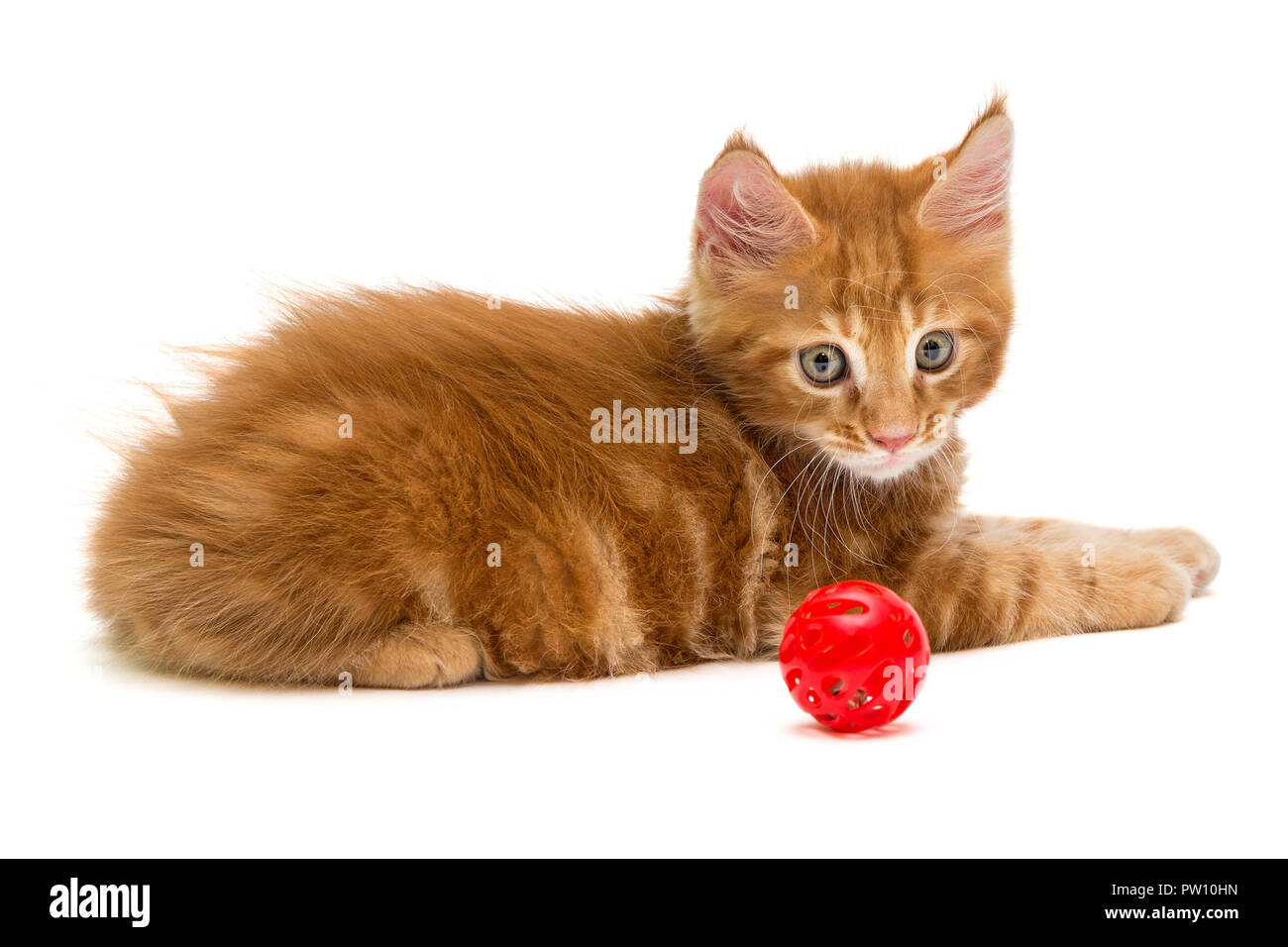 Small Maine Coon kitten, isolated on white background Stock Photo - Alamy